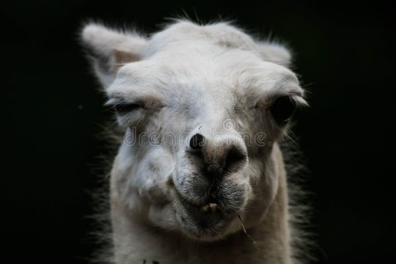 Llama wink stock photo. Image of teeth, eating, white - 130310530