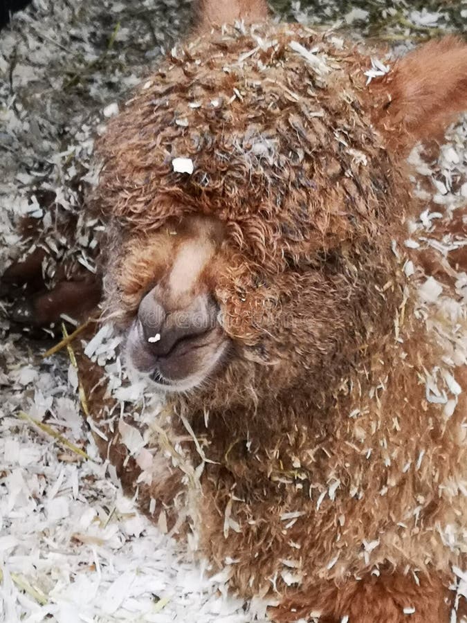 Llama in winter stock photo. Image of england, north - 158978216