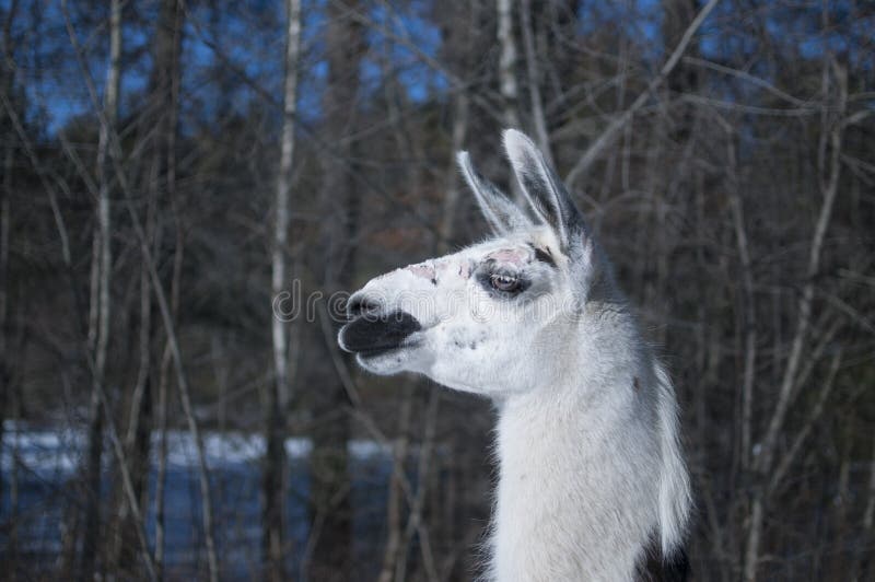 Llama in Winter stock image. Image of white, mammal - 116833883