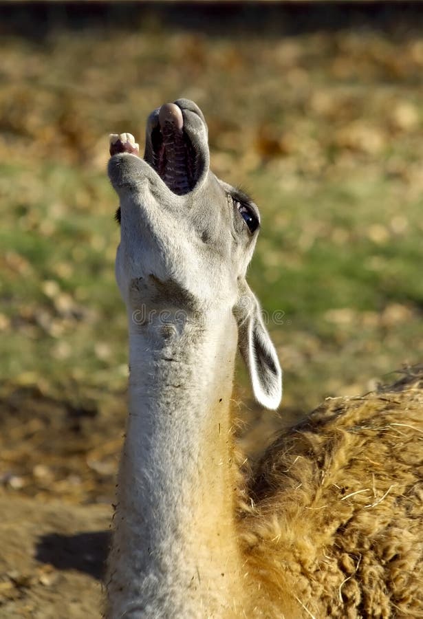 Llama Yelling Loudly Stock Image - Image: 409801