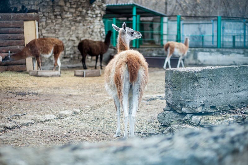 Llama in the zoo stock image. Image of baby, wildlife - 185684499