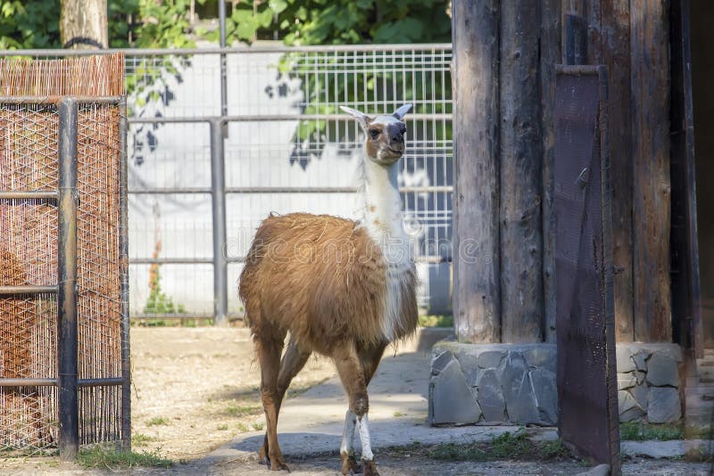 Llama in enclosure stock image. Image of alpaca, animal - 120463283