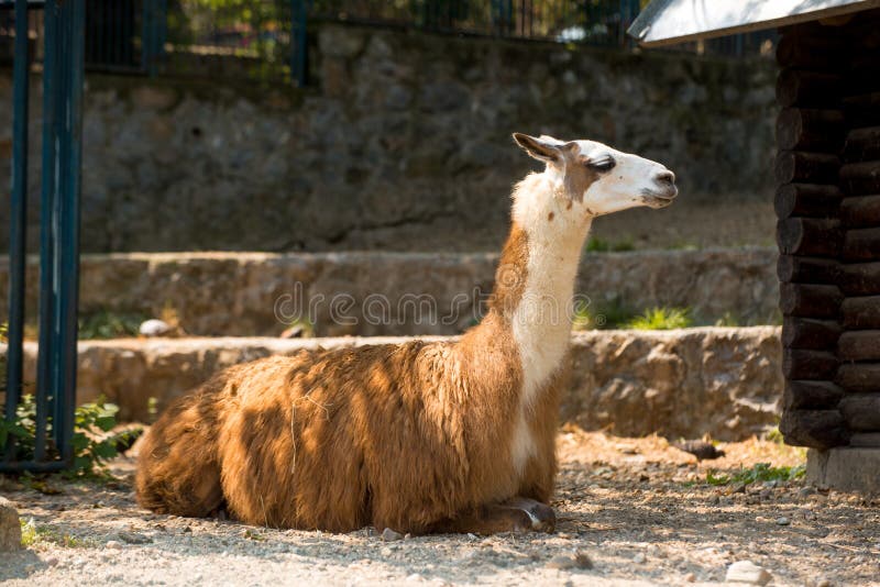 Llama in a Zoo, Posing for Visitors Stock Photo - Image of lama ...