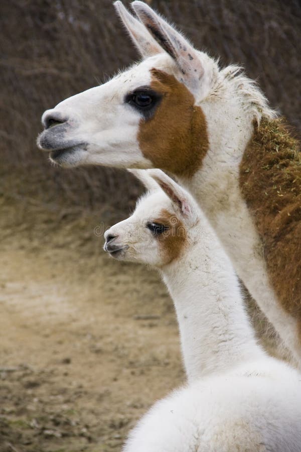 Collection of Heres A Llama Theres A Llama Photos - Dreamstime ID:18023