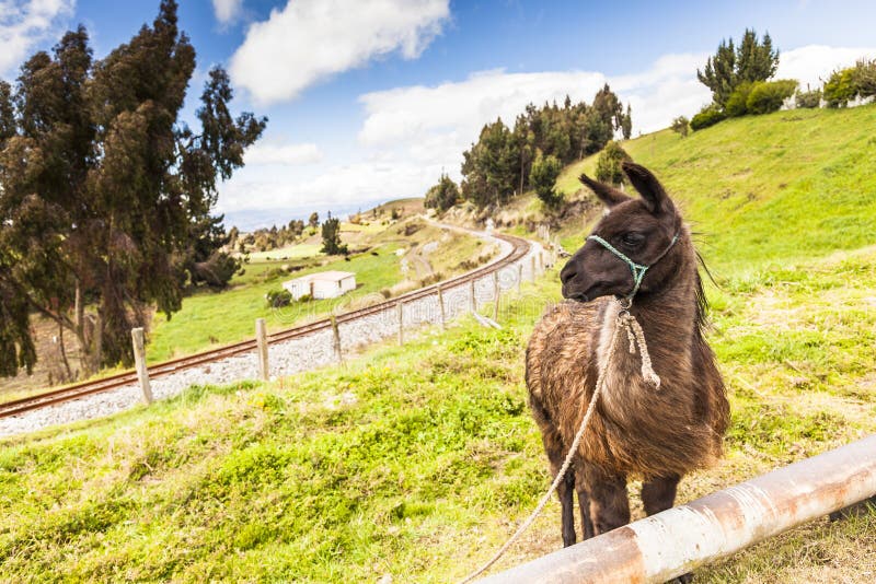 Llamas in Andes Mountains stock photo. Image of chimborazo - 70315388