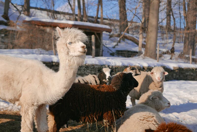 Llamas and Sheep in Winter stock image. Image of white - 50764765