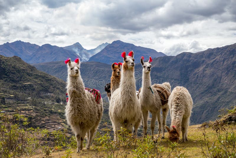 Llamas on the Trekking Route from Lares in the Andes Stock Photo ...