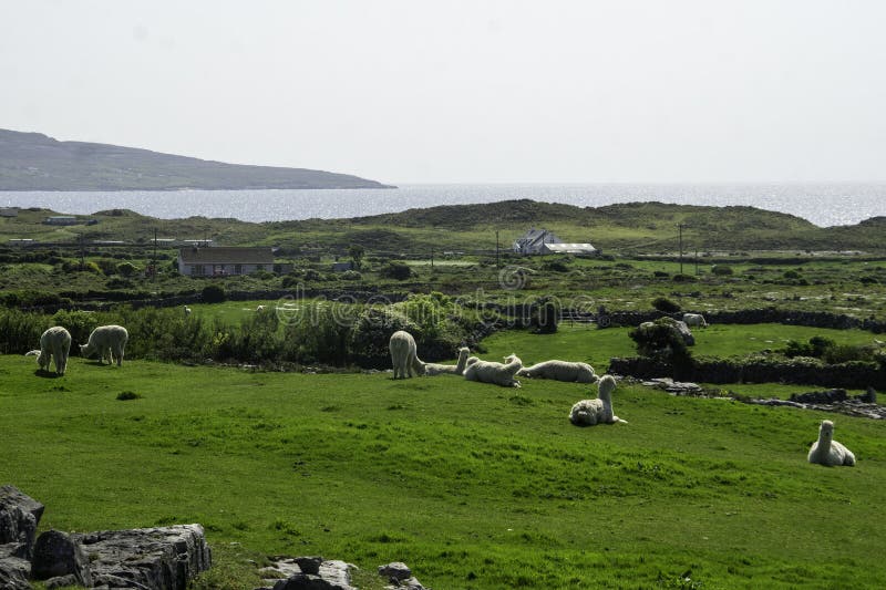 Llamas in Ireland stock image. Image of llamas, lush - 282277281