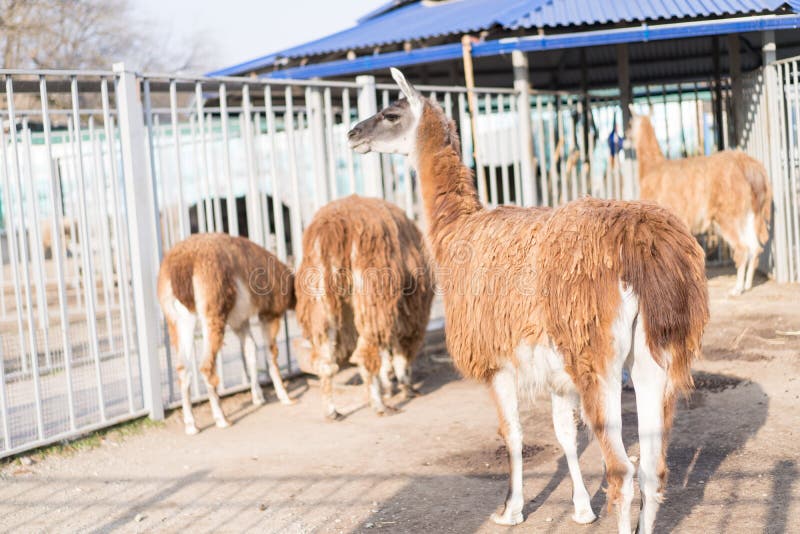 Llamas in the Zoo are in Their Aviary Stock Photo - Image of farm ...