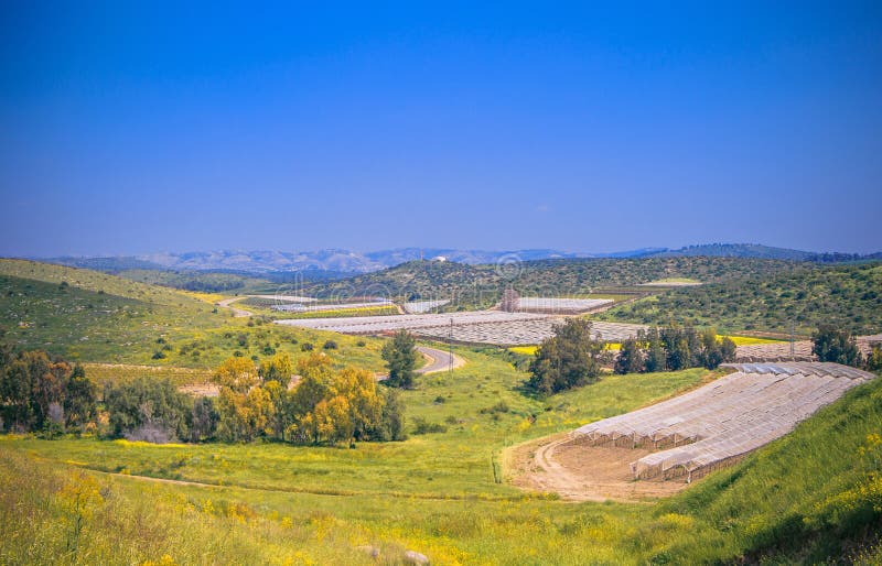 Llanos simples en Israel foto de archivo. Imagen de flores - 118875110