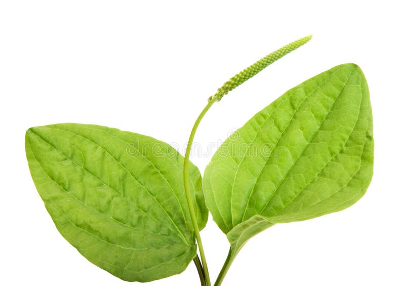 Llantén común imagen de archivo. Imagen de hierba, llantén - 9920601