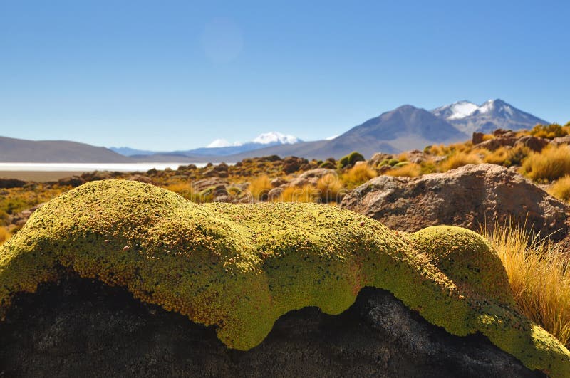 Llareta stock image. Image of atacama, volcano, national - 26025837