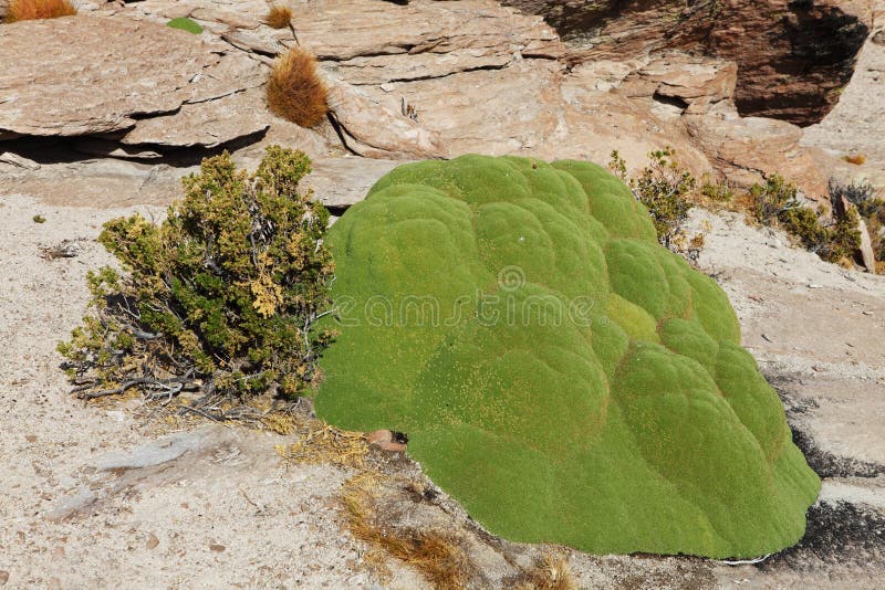 El Compacta De Yareta O De Llareta Azorella Es Un Natural De La Planta ...