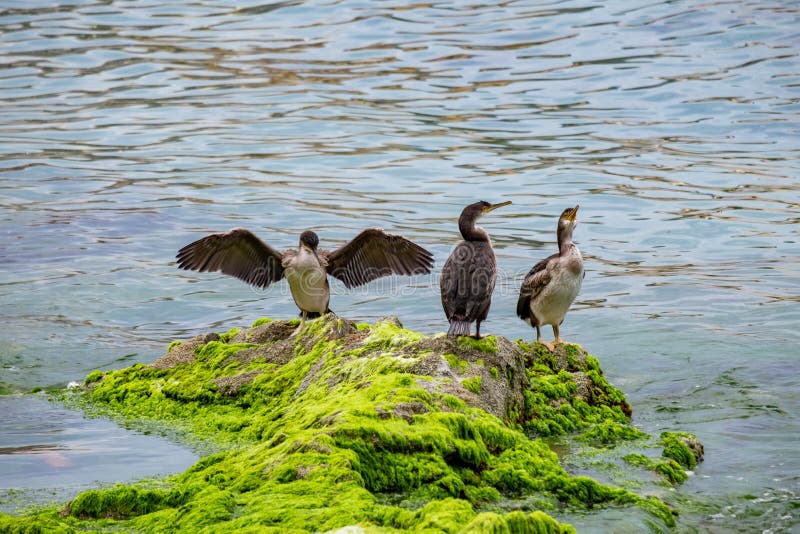 Lloret De Mar Beach in Costa Brava of Catalonia, Spain Stock Image ...