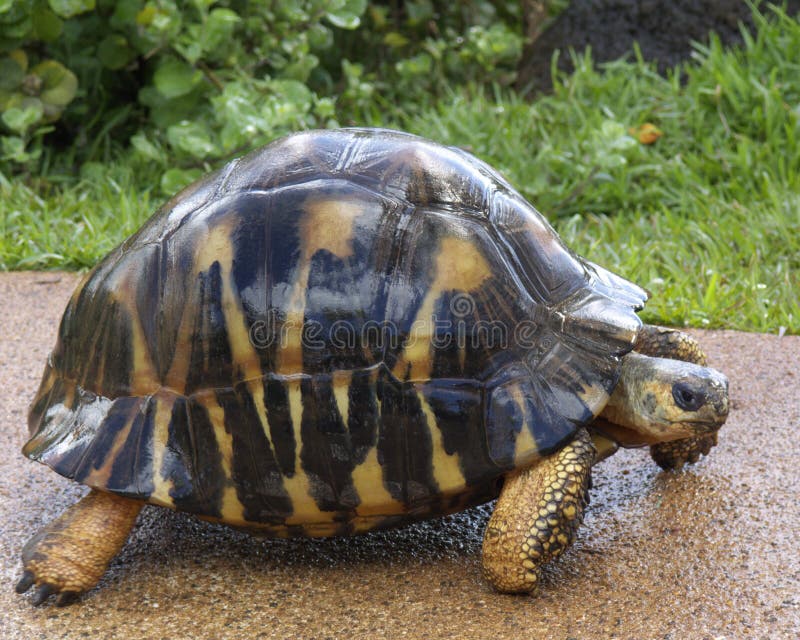 Llovizna foto de archivo. Imagen de llovizna, mojado, lento - 4980030