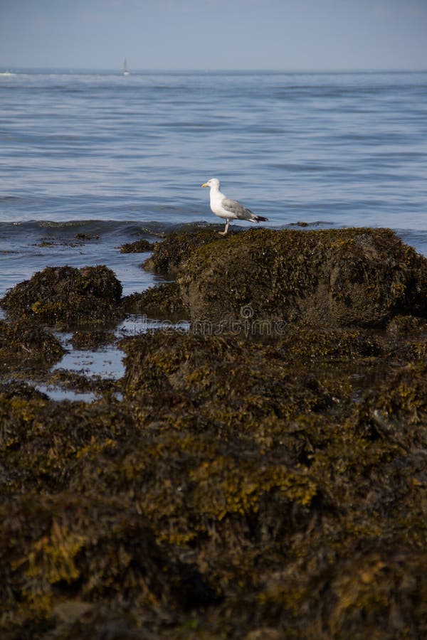 Lloyd Neck Beach stock image. Image of island, afternoon - 43496515
