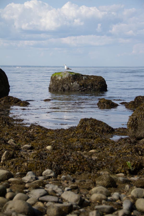 Lloyd Neck Beach stock photo. Image of york, north, sandy - 43496524