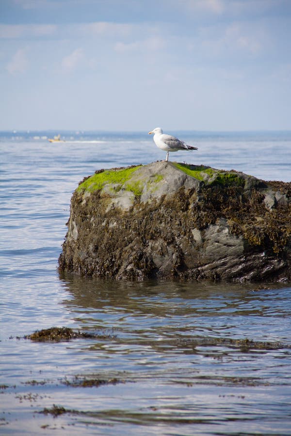 Lloyd Neck Beach stock image. Image of sandy, blue, afternoon - 43496529
