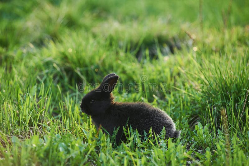 Llttle Black Rabbit Green Grass Outdoor Stock Photos - Free & Royalty ...