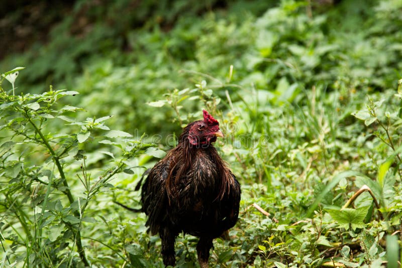 Pollo Mojado Bajo La Lluvia Imagen de archivo - Imagen de cubo, lluvia ...