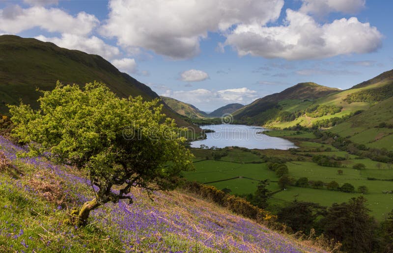 Llyn Mwyngil stock image. Image of bluebells, mwyngil - 278091167