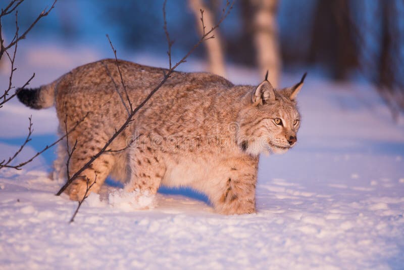 Llynx in the winter sunset stock image. Image of adult - 40366211