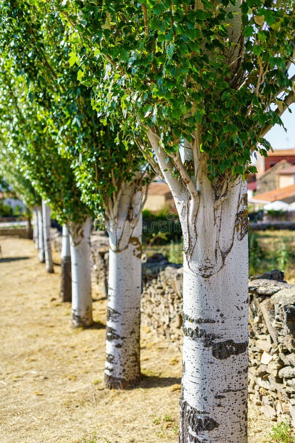 Elm Trees Lined Up in a Public Park. Stock Image - Image of tree ...