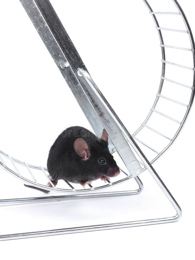Mouse Hamster Wheel Treadmill Stock Photo - Image of pest, unproductive ...