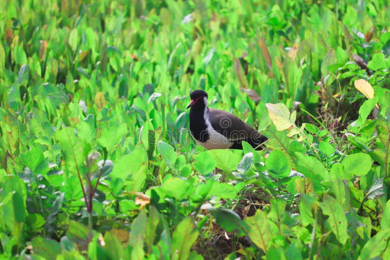Lndian Bird Taking a Walk in the Green Fields Stock Photo - Image of ...