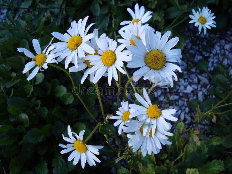 Lnerability Pyrethrum Daisy in the Summer Garden. Stock Image - Image ...