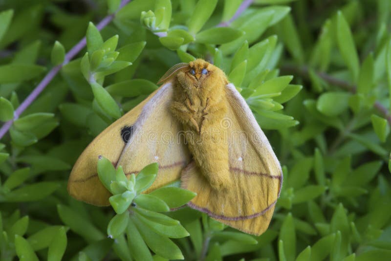 Lo Moth Sitting in Green Moss Facing the Camera. Stock Image - Image of ...