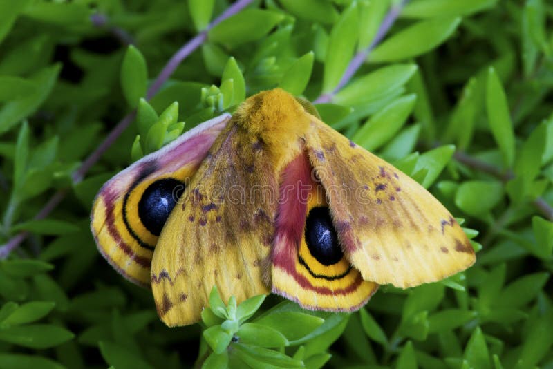 Lo Moth Sitting in Green Moss Facing the Camera. Stock Image - Image of ...