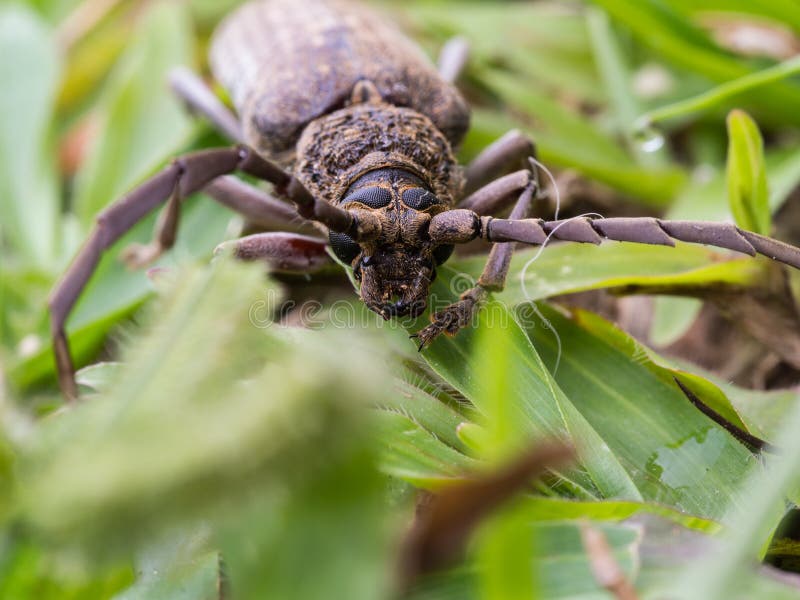 Lo Scarabeo Sta Alimentandosi Immagine Stock - Immagine di nessuno ...