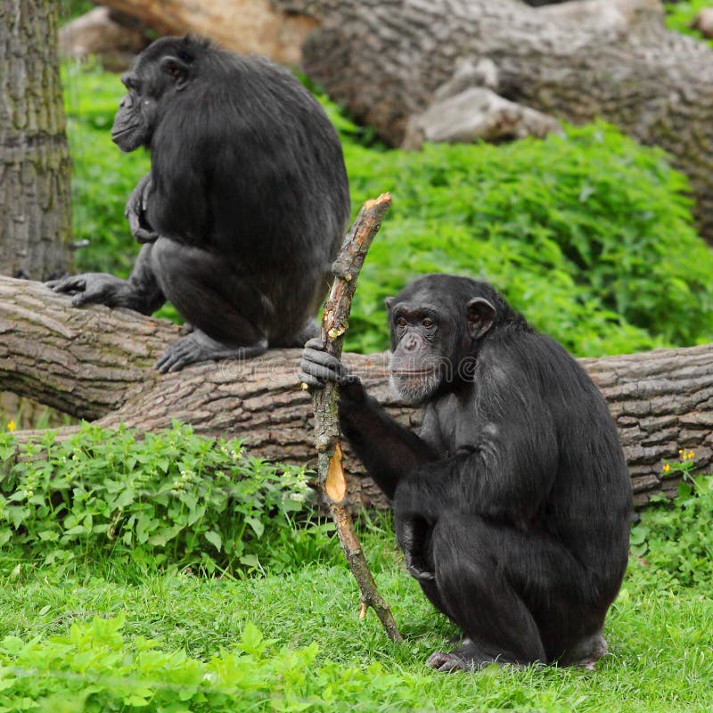 Lo scimpanzè. immagine stock. Immagine di cespuglio, prigioniero - 24655563