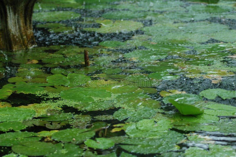 Lo stagno di loto fotografia stock. Immagine di diversità - 84168348