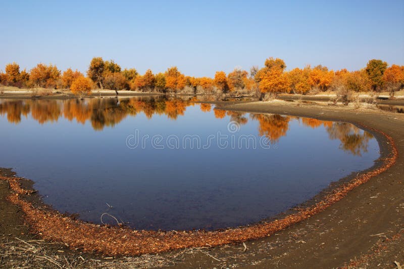 Lo stagno nel deserto fotografia stock. Immagine di duna - 62099964
