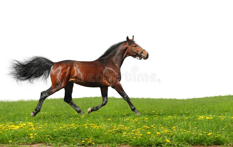 Lo Stallion Di Hanoverian Trotta Immagine Stock - Immagine di stallone ...