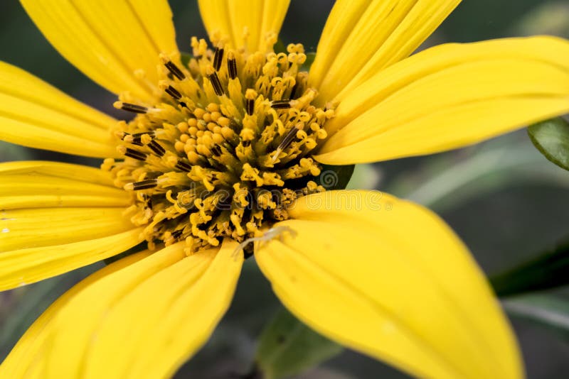 Pistillo Giallo Dello Stame Del Fiore Immagine Stock - Immagine di ...