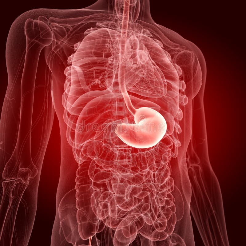 Stomaco umano illustrazione di stock. Illustrazione di biologia - 2512651