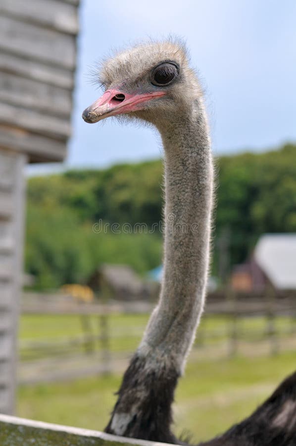 Lo Struzzo Dello Struzzo Head Fotografia Stock - Immagine di uccello ...