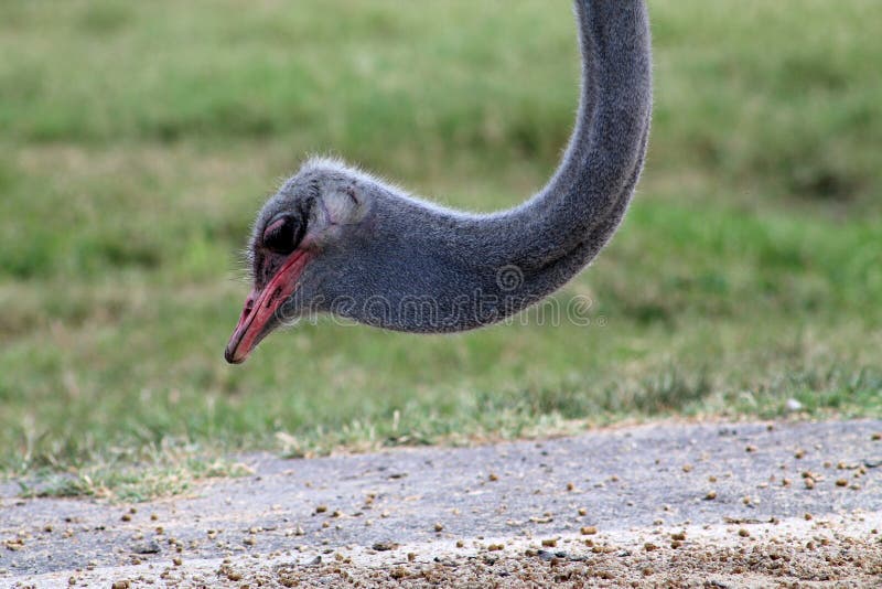 Lo Struzzo Dello Struzzo Head Fotografia Stock - Immagine di ...