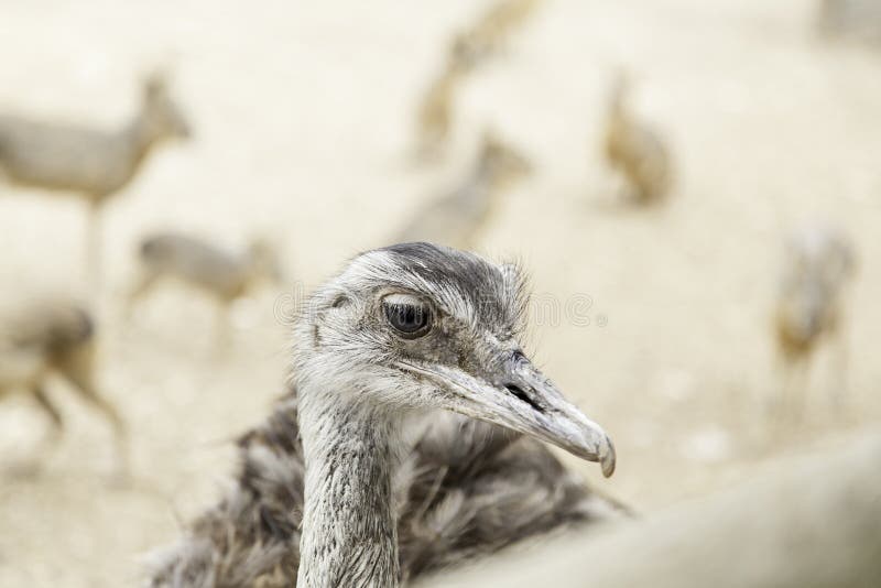 Lo Struzzo Dello Struzzo Head Immagine Stock - Immagine di testa ...