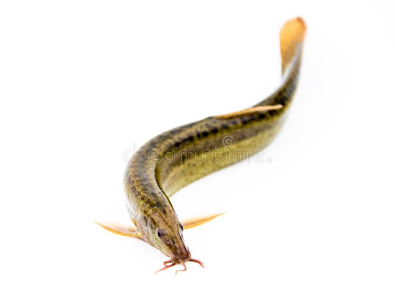 Loach stock image. Image of white, fishing, tentacle - 39739197