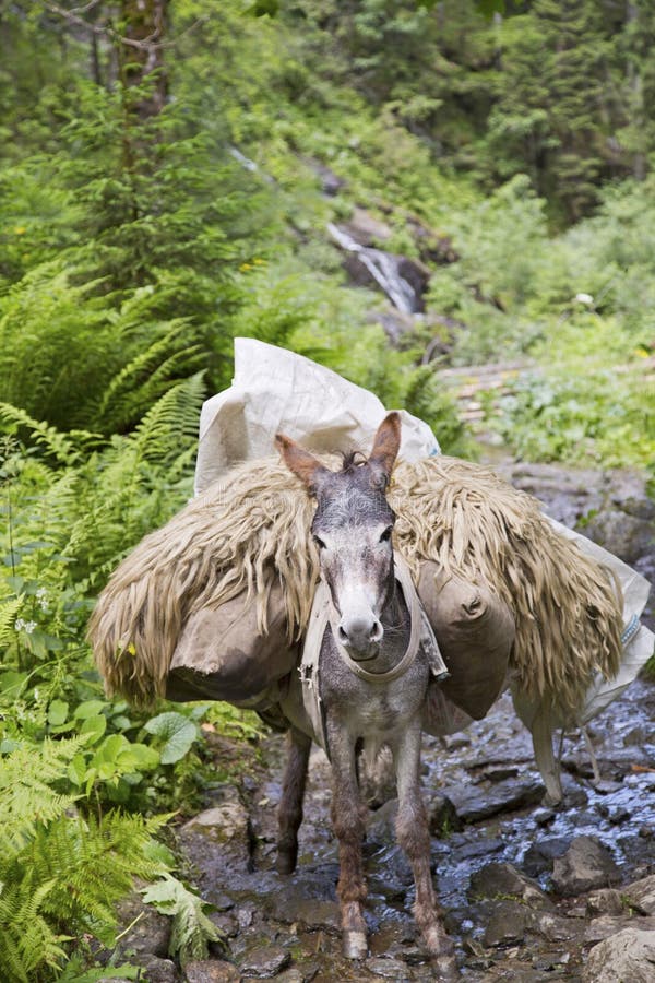 Donkey With A Load On A Mountainous Trek Stock Image - Image of path ...