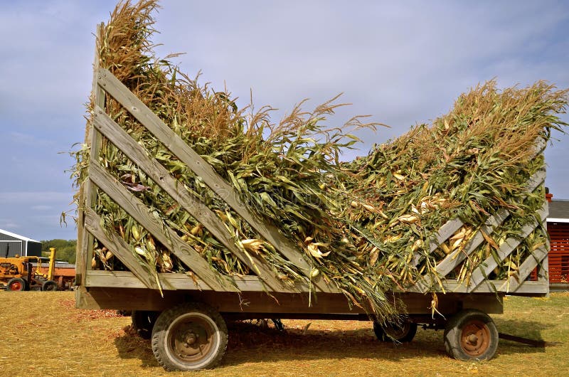 Shocks Corn Stock Photos - Free & Royalty-Free Stock Photos from Dreamstime