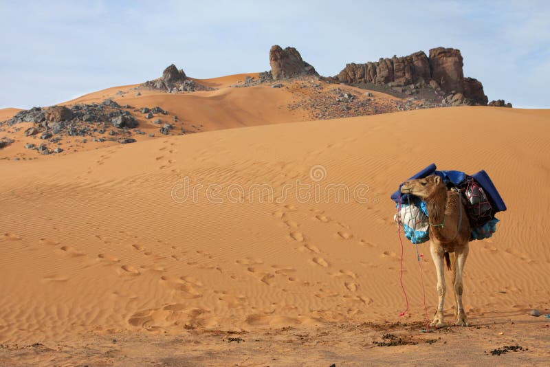 Loaded Camel in the Sand Desert Stock Image - Image of track, trek: 8649633