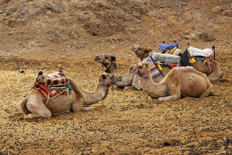 Loaded camels stock image. Image of dust, desert, packed - 4150855
