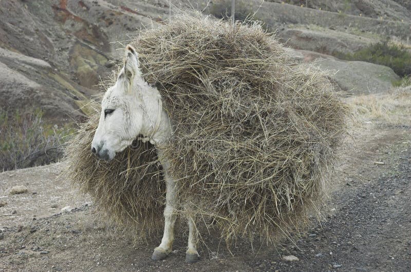 Loaded donkey stock photo. Image of back, carry, lonely - 855664