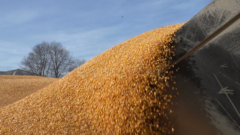 Loader Bucket Loading Grain Close Up. Big Heap of Grain Corn in a ...