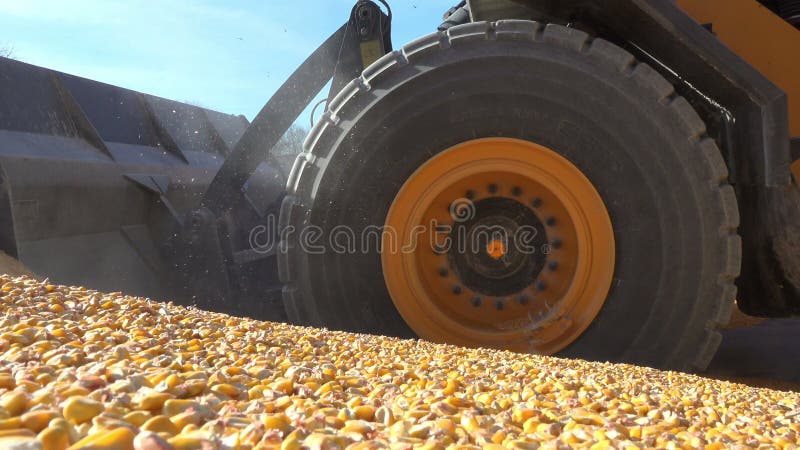 Loader Bucket Loading Grain Close Up. Big Heap of Grain Corn in a ...